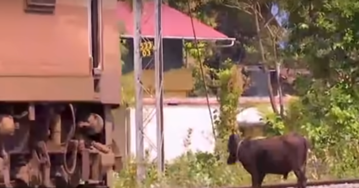 Palakkad Loco Pilot Halts Train To Save Two Stray Cows