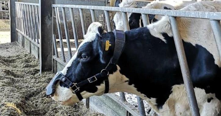 Now A Mask For Cows That Catches Methane In Their Burps To Prevent ...