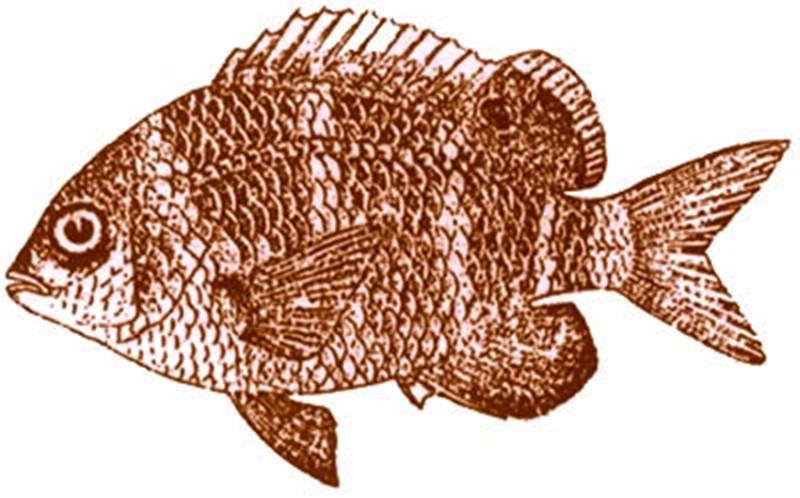 Meet Padma Shri Ali Manikfan: Marine Researcher, Ecologist, All Without ...