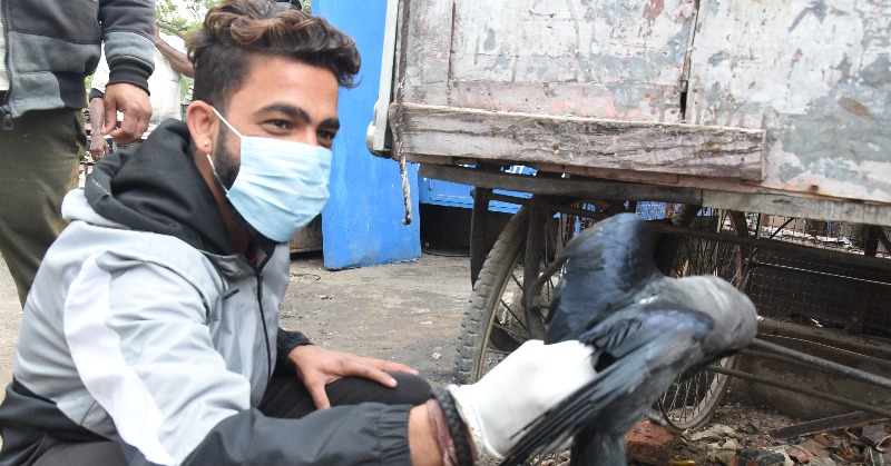 Bird Flu Scare Reaches Delhi as Over 100 Crows Fall Dead; Doctors Rush ...
