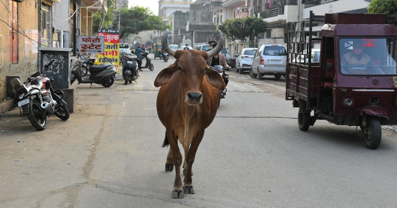 India Is Conducting Its First-ever Nationwide Online Cow Exam For Free ...