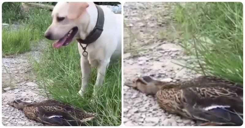 Hilarious! Dog Out-Witted By Duck Who Played Dead To Save Itself