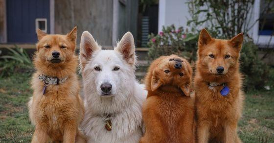 Owner Teaches Dog To Rotate Its Head 180 Degrees