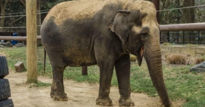 Elephant Forcibly Given Alcohol Rescued
