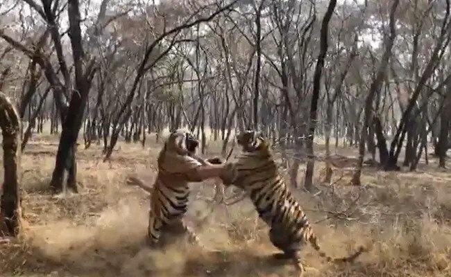 A Video Of An Epic Showdown Between Two Tigers Has The Internet Hooked.