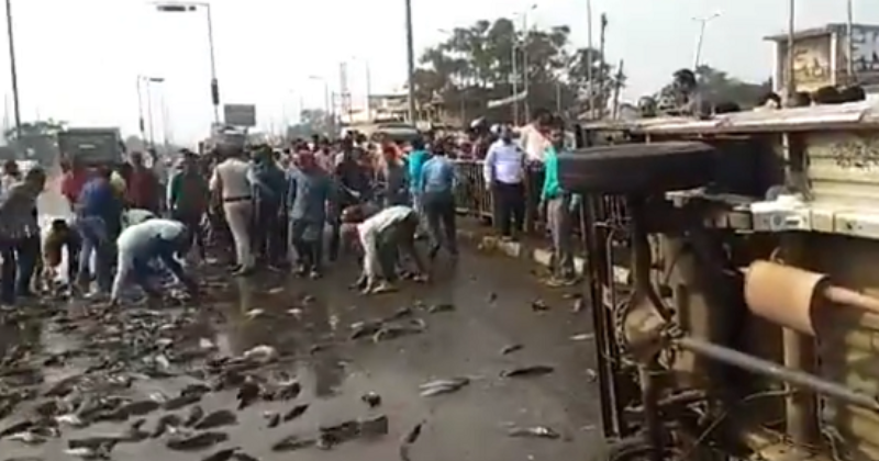 People Steal Fish When Truck Full Of It Overturns On Highway
