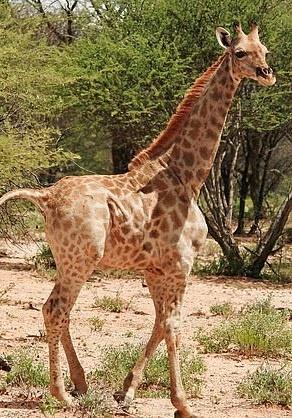 Dwarfism Made Two Giraffes In Africa Possibly The Smallest In The World