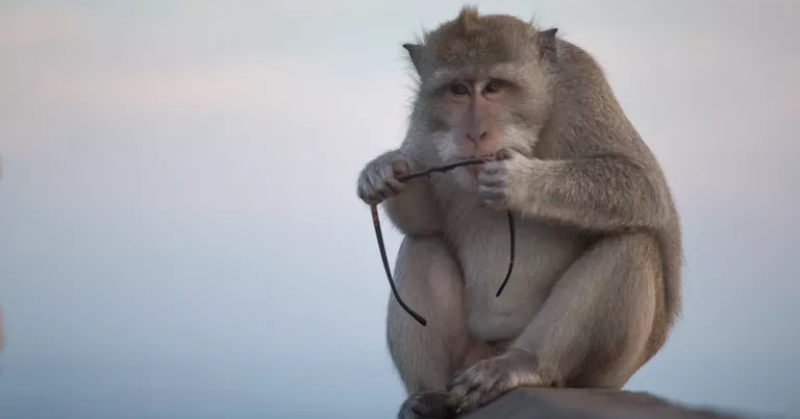 Thieving Monkeys In Bali Target Only Valuable Items To Trade For Food ...