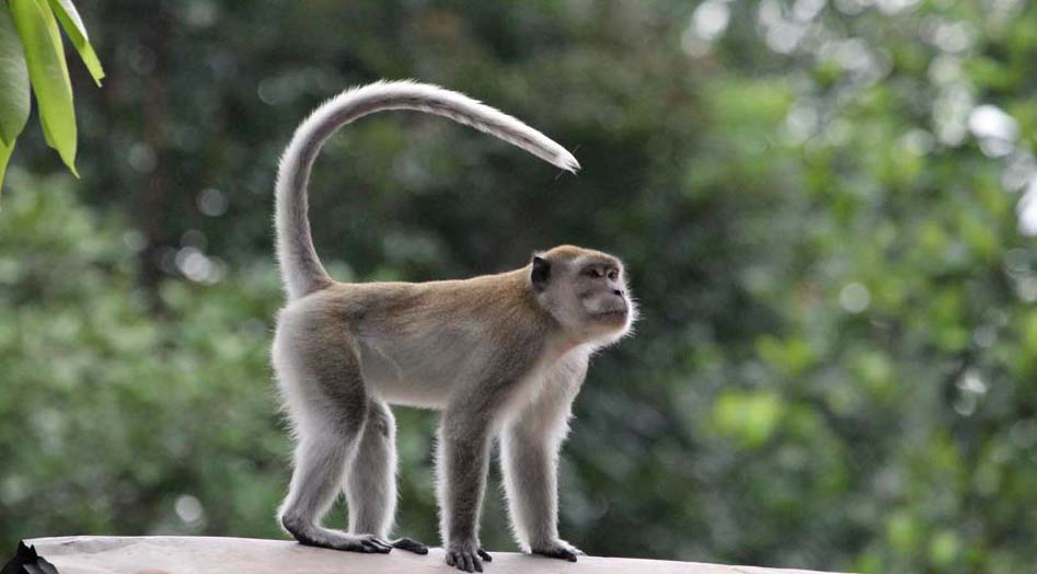 Thieving Monkeys In Bali Target Only Valuable Items To Trade For Food ...