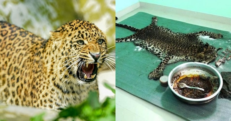 Five Men Arrested In Kerala For Killing A Leopard, Eating Its Meat
