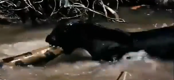 Jaguar And Anaconda Fight