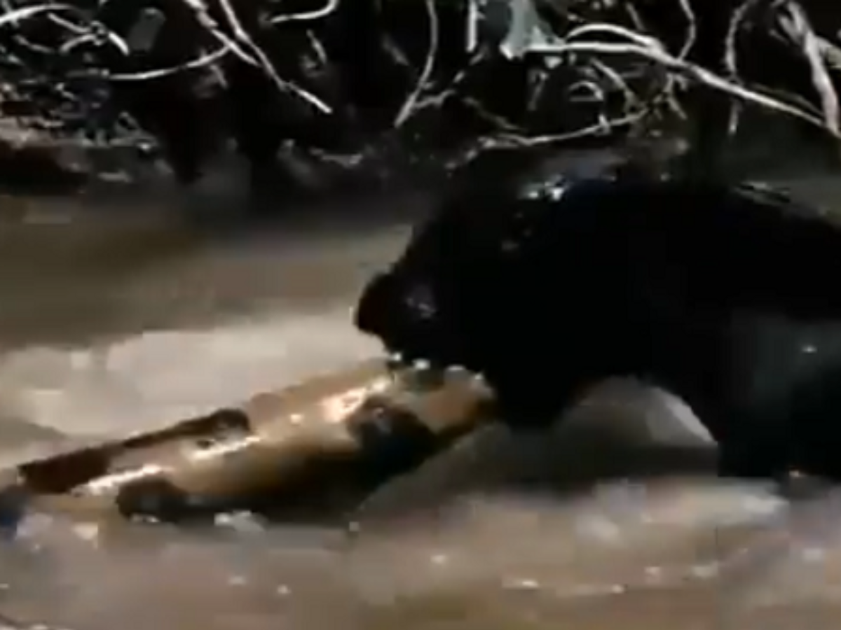 Jaguar Fighting An Anaconda