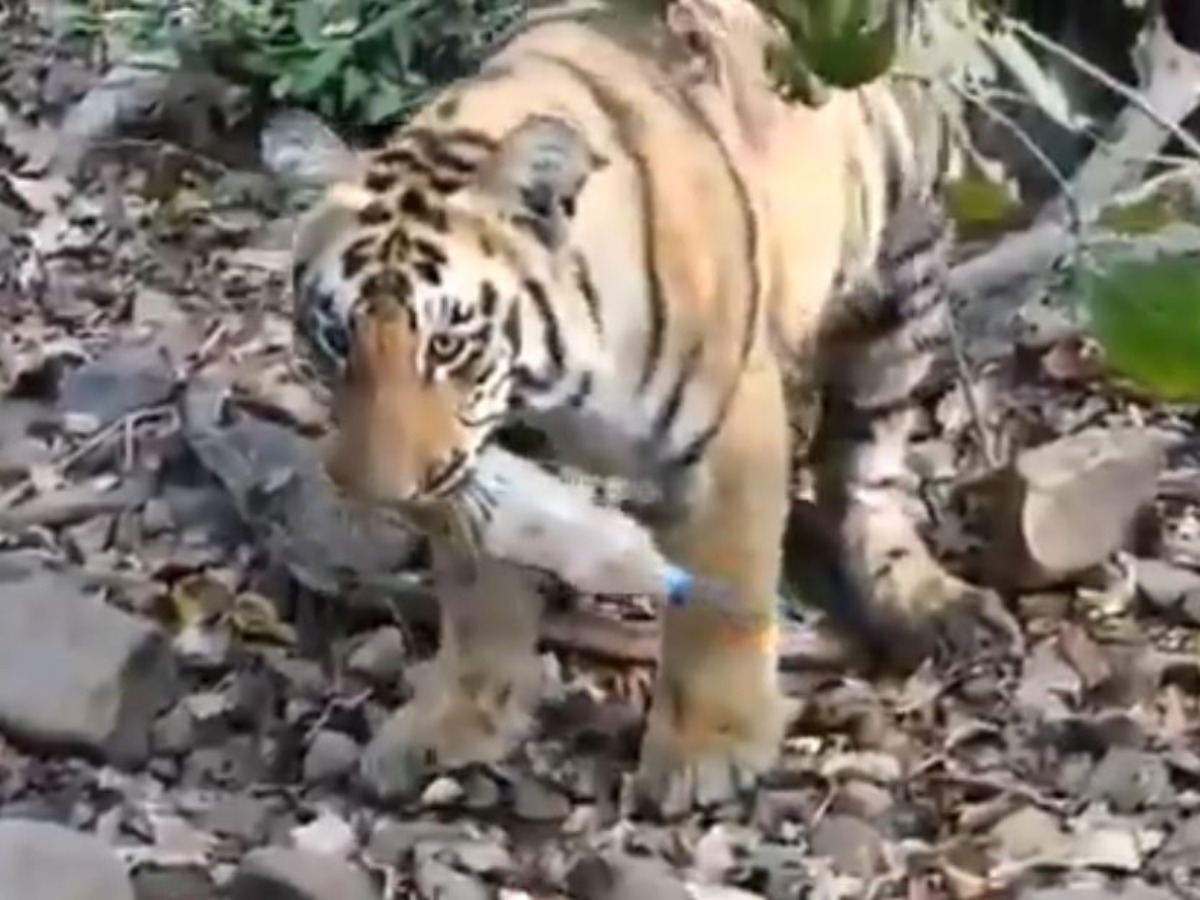 Video Of Tiger Cub With Plastic Bottle In Maharashtra Shows How ...
