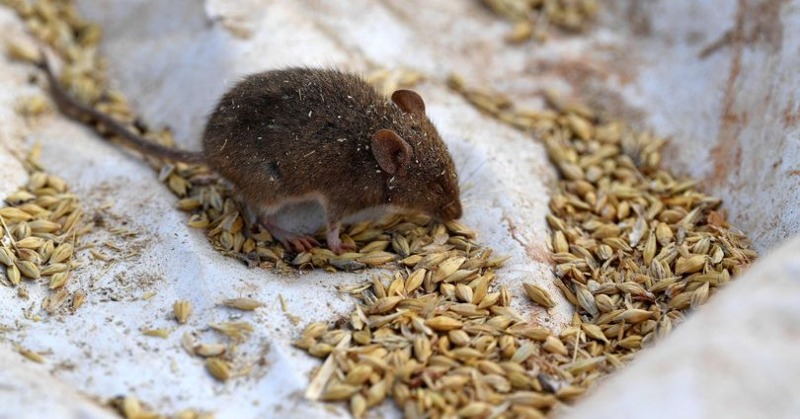 Australian Woman Wakes Up To Mouse Eating Her eyeball Amid Country’s ...
