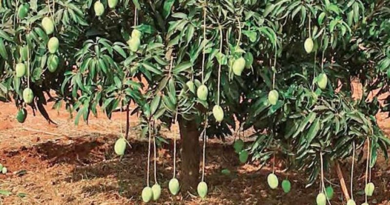 One Mango Tree In Saharanpur Has 121 Varieties Of Of The Fruit