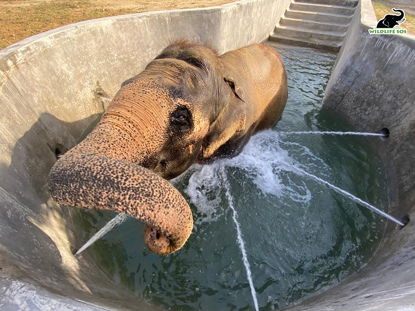 Rescued Elephants In UP's Mathura Are Beating The Deadly Summer Heat In ...