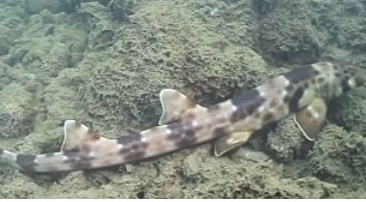 Sharks Have Evolved To Walk: New Walking Shark Species Found Off ...