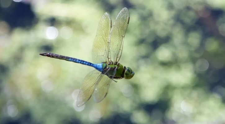 Climate Change: Dragonfly Are Losing Their Shine And May Slowly Be Lost ...