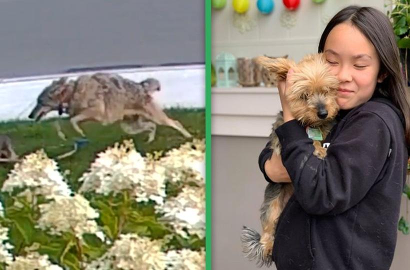 How Old Is A 10 Year Old Dog In Human Life