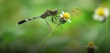 Climate Change: Dragonfly Are Losing Their Shine And May Slowly Be Lost ...