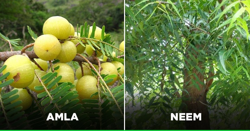 Agra To Get 'Herbal Roads' With Medicinal Trees On Both Sides