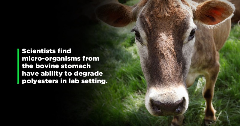 Bacteria In Cow’s Stomach Can Break Down Plastic, Claims Study