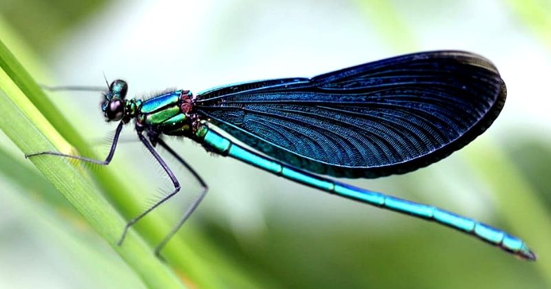 Climate Change: Dragonfly Are Losing Their Shine And May Slowly Be Lost ...