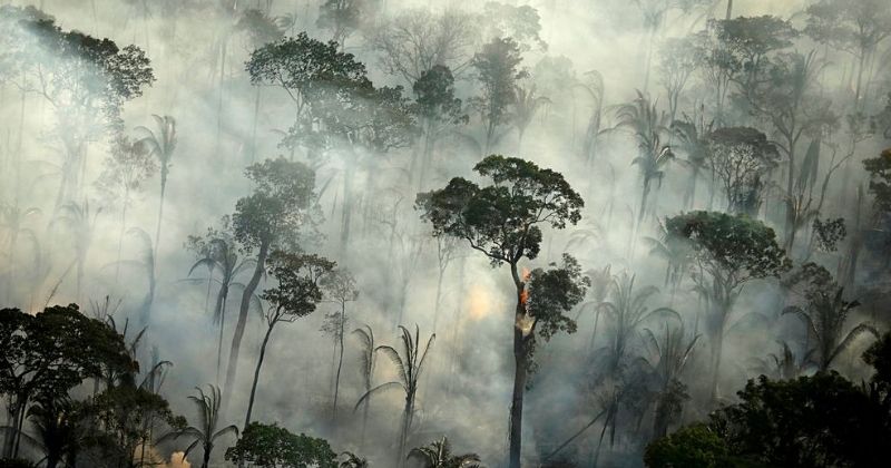 Amazon Forest Now Emits More Carbon Than It Absorbs, Well Done Humans