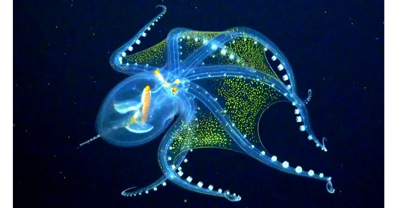 Rare Transparent Octopus Caught On Video By Indian Origin Researcher's Team