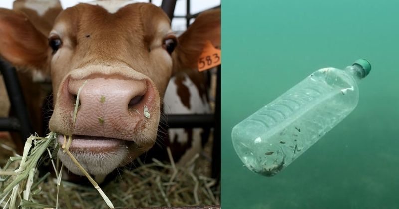 Scientists Find Microbes In Cow's Belly That Can Break And Decompose ...