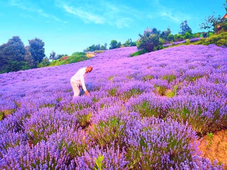 Purple Revolution: Farmers In Kashmir Give Up Traditional Crops For ...