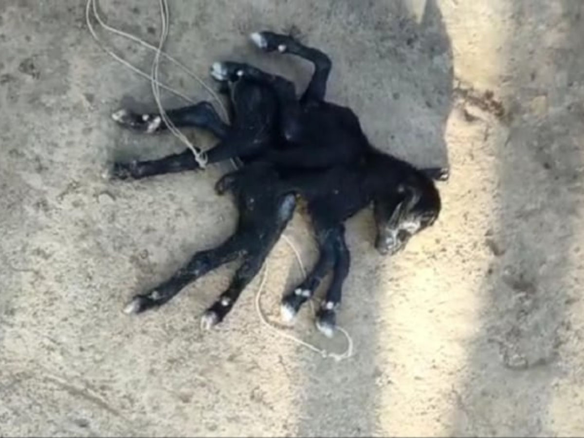 Baby With Eight Legs