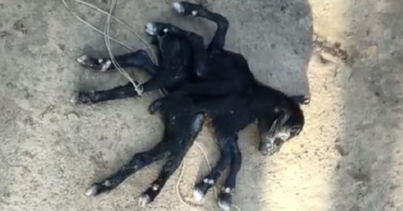 Baby Goat Born With Eight Legs And Two Hips