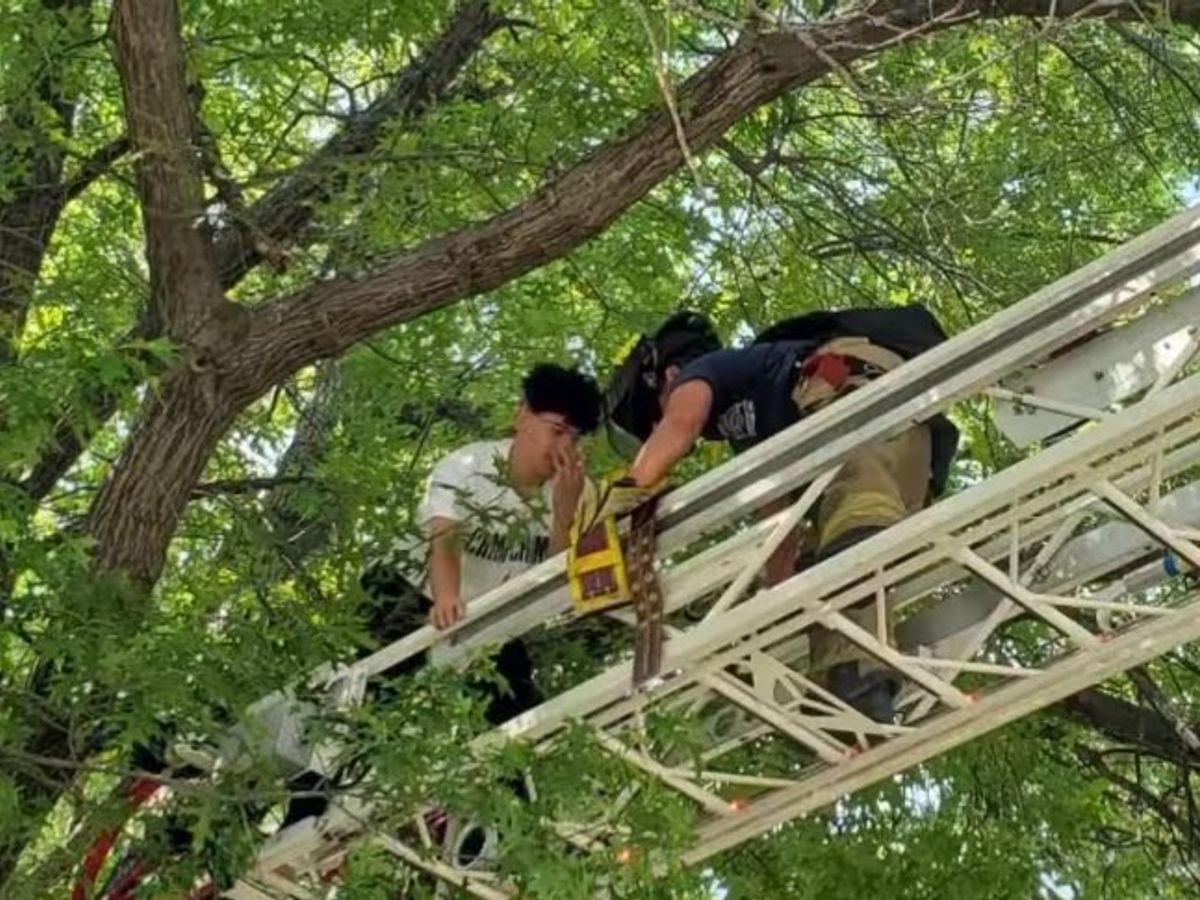 Cat Owner Gets Stuck In Tree Trying To Rescue Pet, Firefighters Save Both