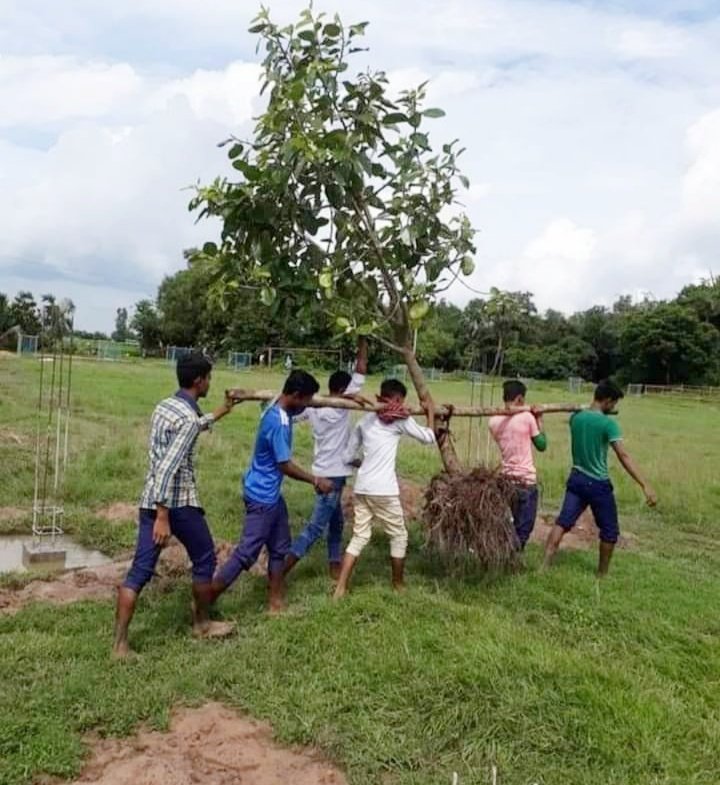 Jharkhand Men Carry Tree On Their Shoulders To Replant It