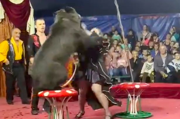 Bear Mauls Circus Trainer Twice While Performing In Russia