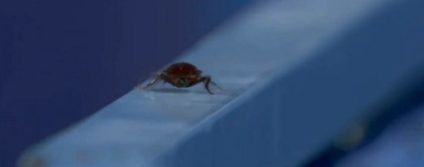 Olympics: Cameraman Gets Distracted During Women's Hockey Match