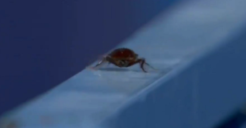 Olympics: Cameraman Gets Distracted During Women's Hockey Match