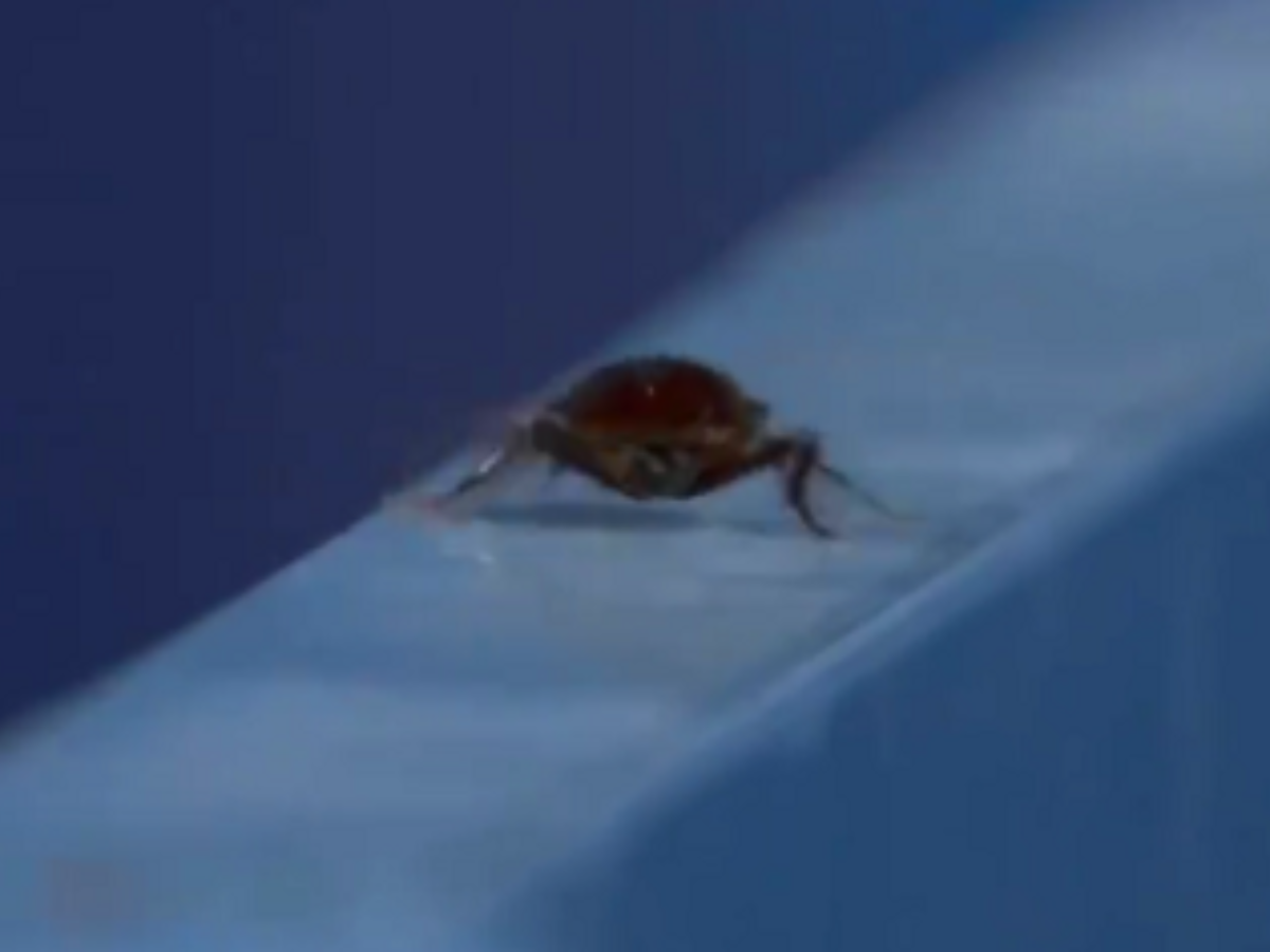 Olympics: Cameraman Gets Distracted During Women's Hockey Match