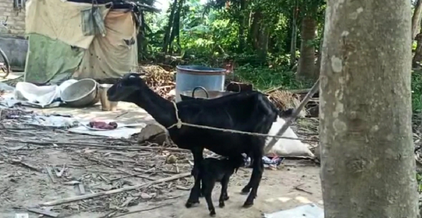 Baby Goat Born With Eight Legs And Two Hips