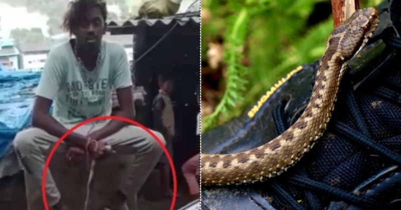 Snake Bites & Kills Man After He Wraps It Around Neck