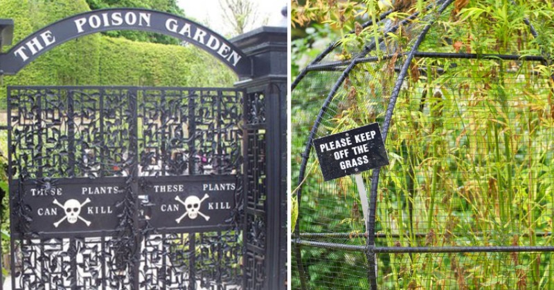 This Poison Garden In England Has Plants That Can Kill You