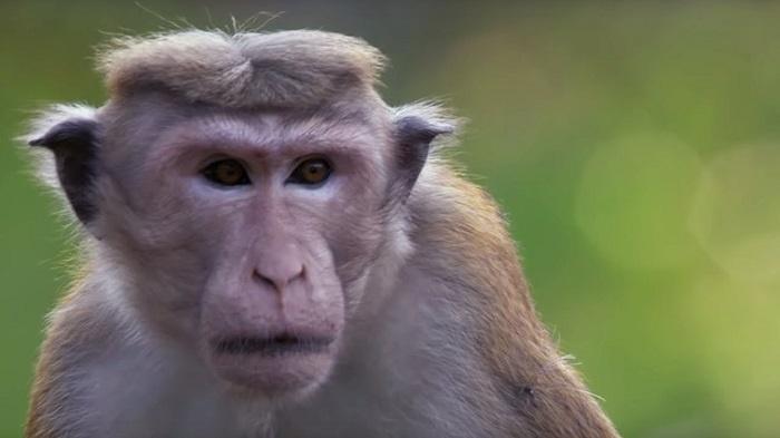 Everything You Need To Know About The Monkey B Virus