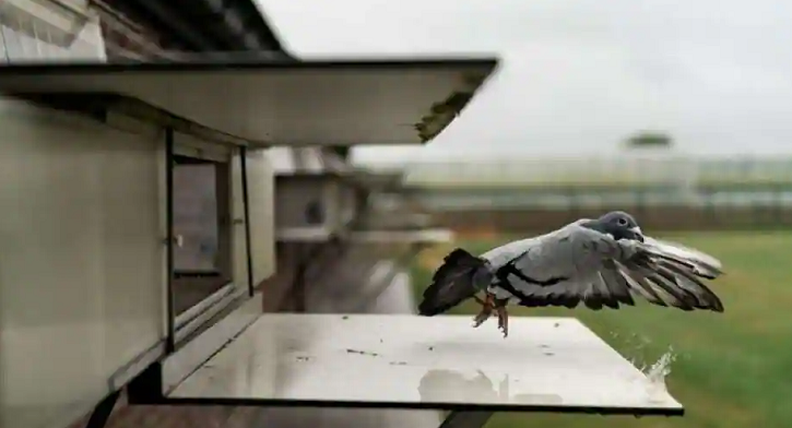 Thousands Of Pigeons Go Missing During 'Pigeon Race' In The UK