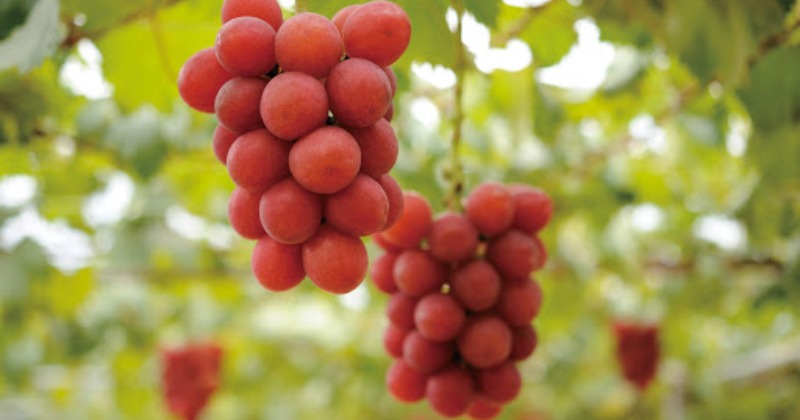 'Ruby Roman' Grapes Sell For Rs 35,000 Per Piece