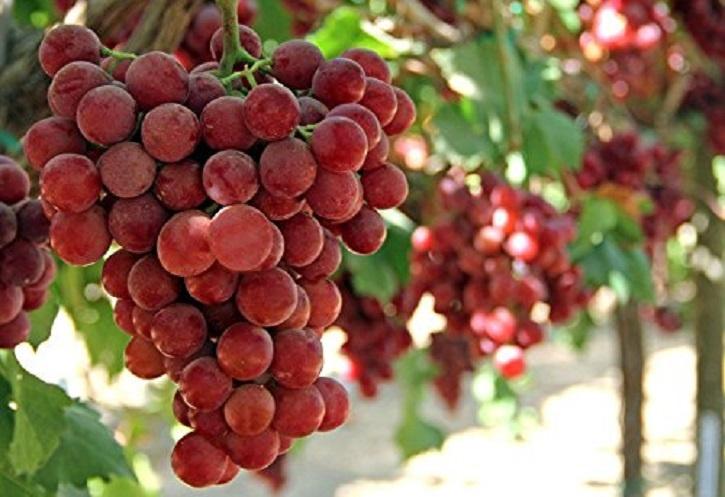 'Ruby Roman' Grapes Sell For Rs 35,000 Per Piece