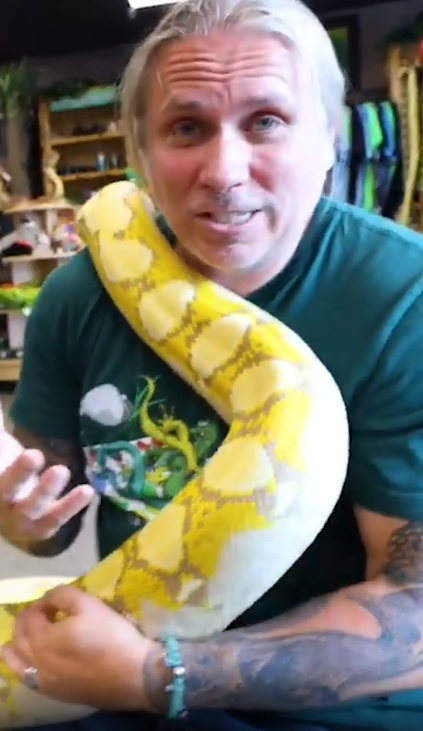 Watch: Fearless Reptile Caretaker Plays With Giant Snakes