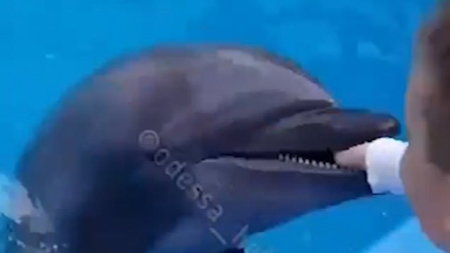 Dolphin Bites Boy’s Hand After Mistaking It For Food