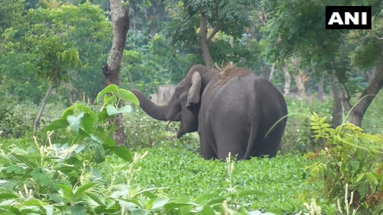 Wild Elephant Strays Into Village In West Bengal