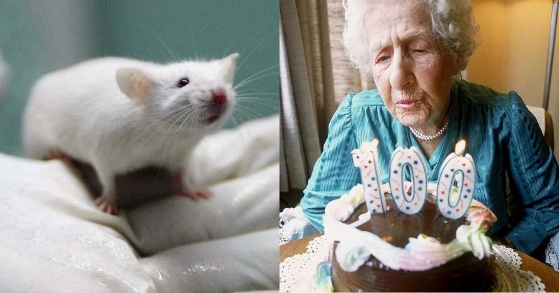 Scientists Increase Lab Rats' Life By 23% And Could Boost Human ...